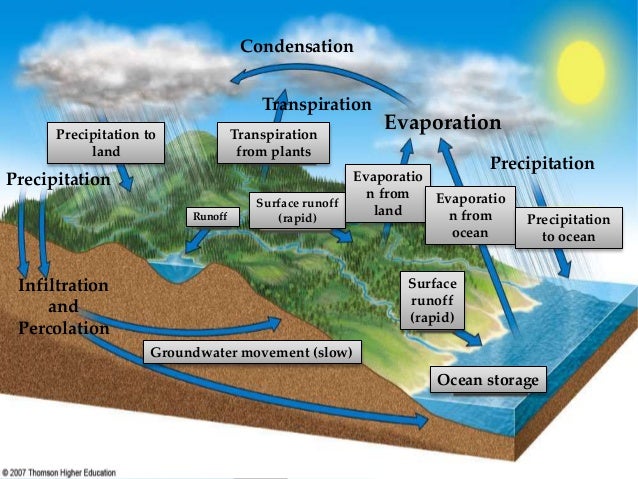 Biogeochemical Cycles/Environmental Science