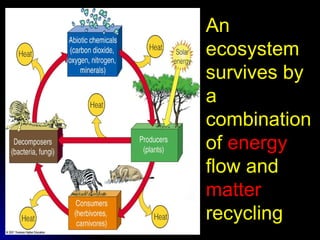 Biogeochemical cycles lecturer | PPT