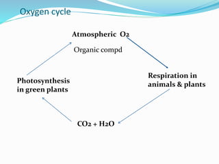 Biogeochemical Cycling | PPTX