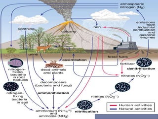 Biogeocycles | PPT
