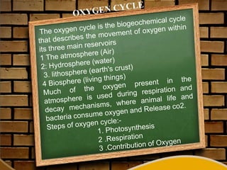 Biogeocycles | PPT