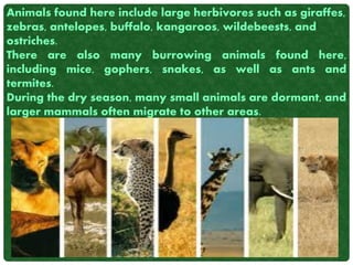 Biogeography Animals