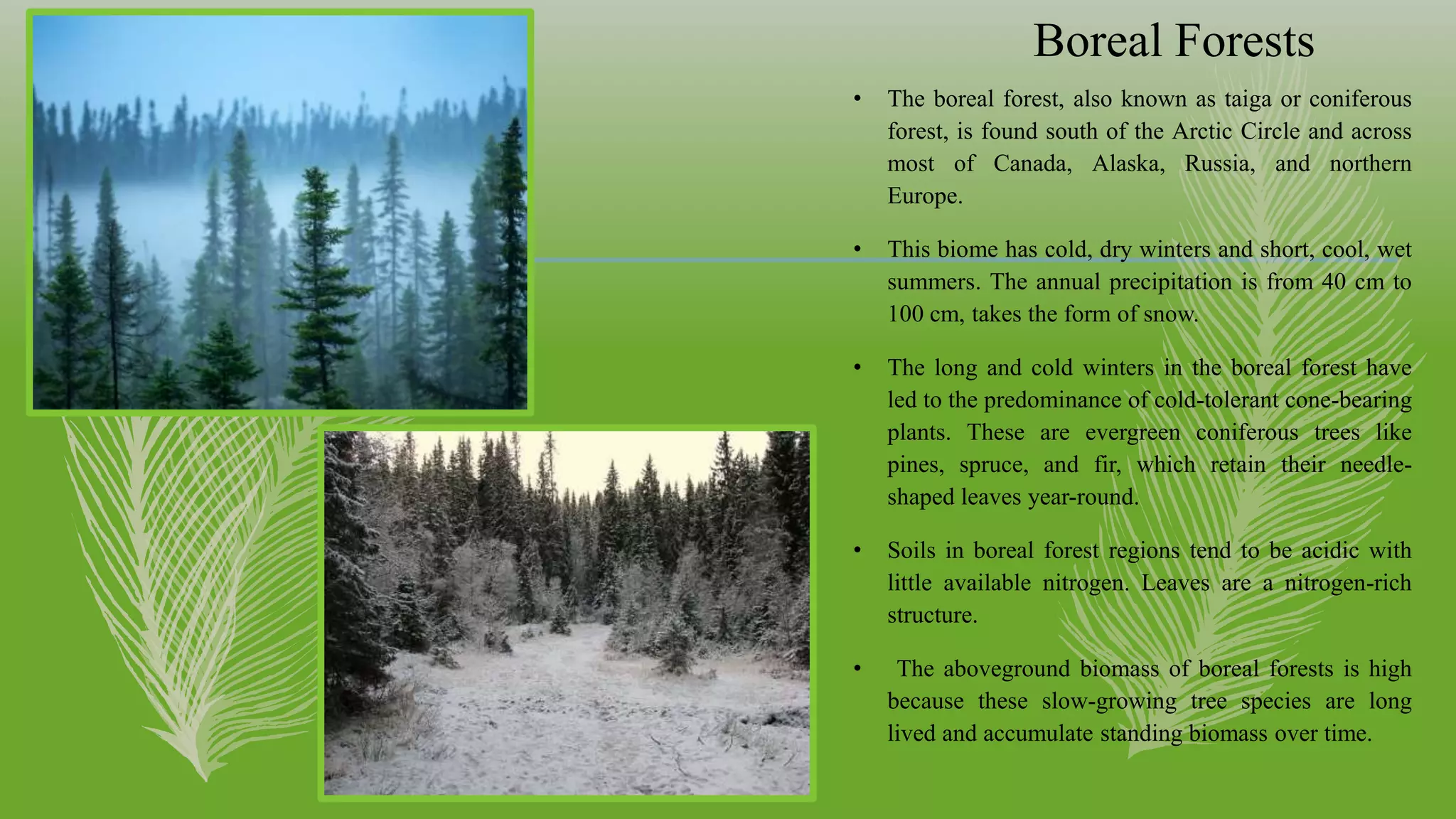 Biogeography Presentation.pptx