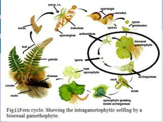 Biogerographyand ecology of ferns | PPT