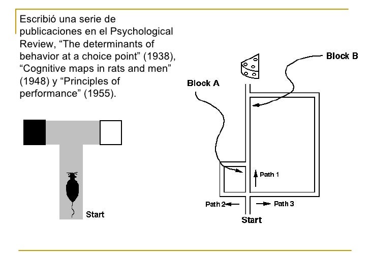 Tolman Cognitive Map