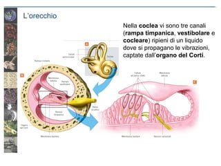 Bi ografia sez_gcap5 | PPT