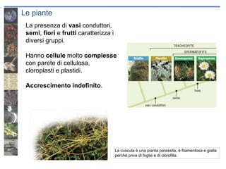 biografia_sezicap1.ppt