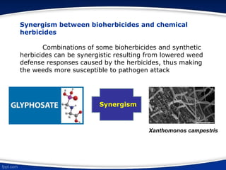 Bioherbicide and allelochemicals.ppt