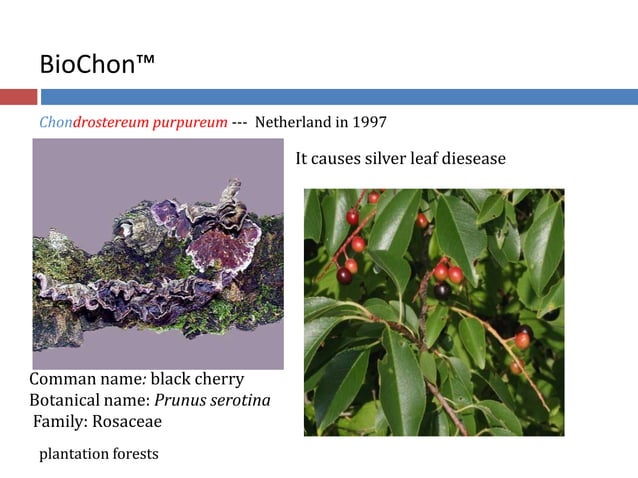 Bioherbicides | PPTX