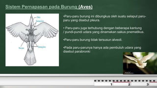 Kelas Aves - Avertebrata | PPTX
