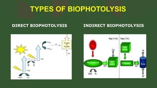 Biohydrogen production | PPTX