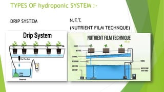 Hydroponics (Biology) | PPTX