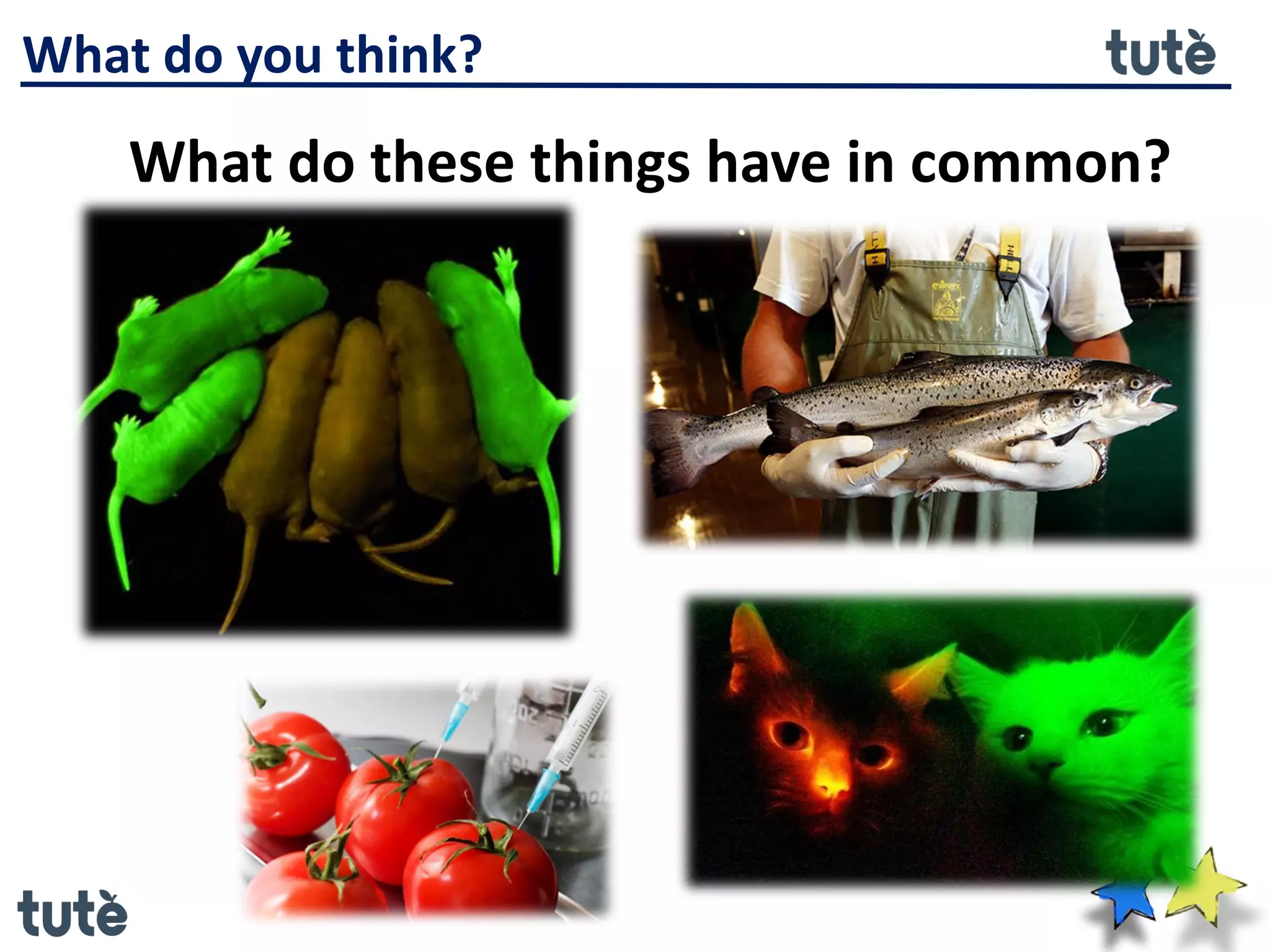 Bio IGCSE- Genetic Engineering. | PDF