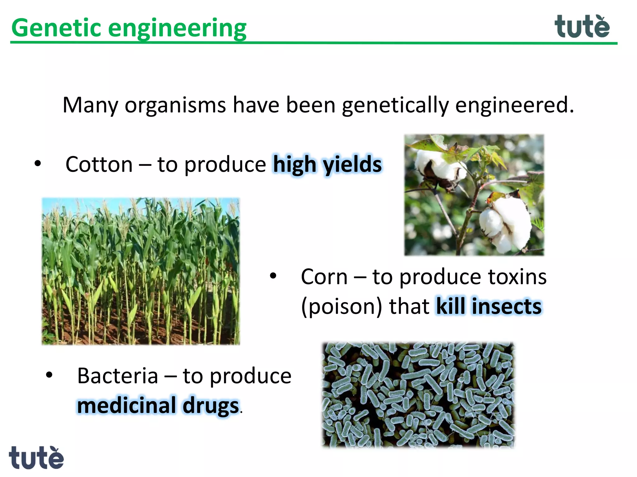 Bio IGCSE- Genetic Engineering. | PDF