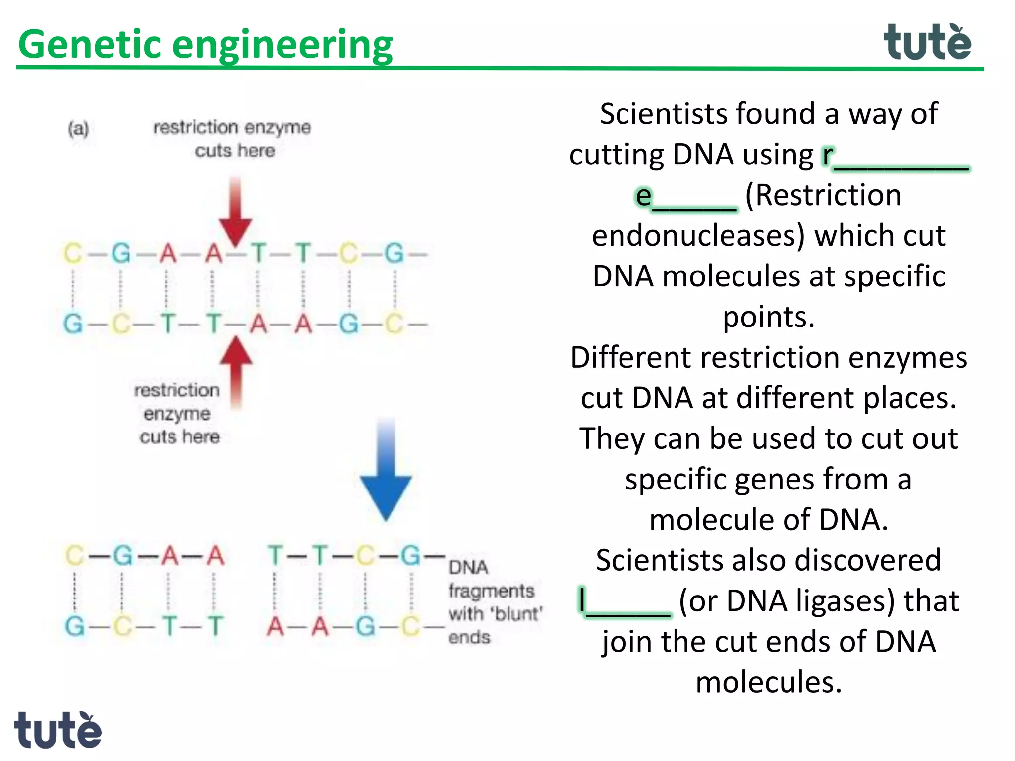 Bio IGCSE- Genetic Engineering. | PDF