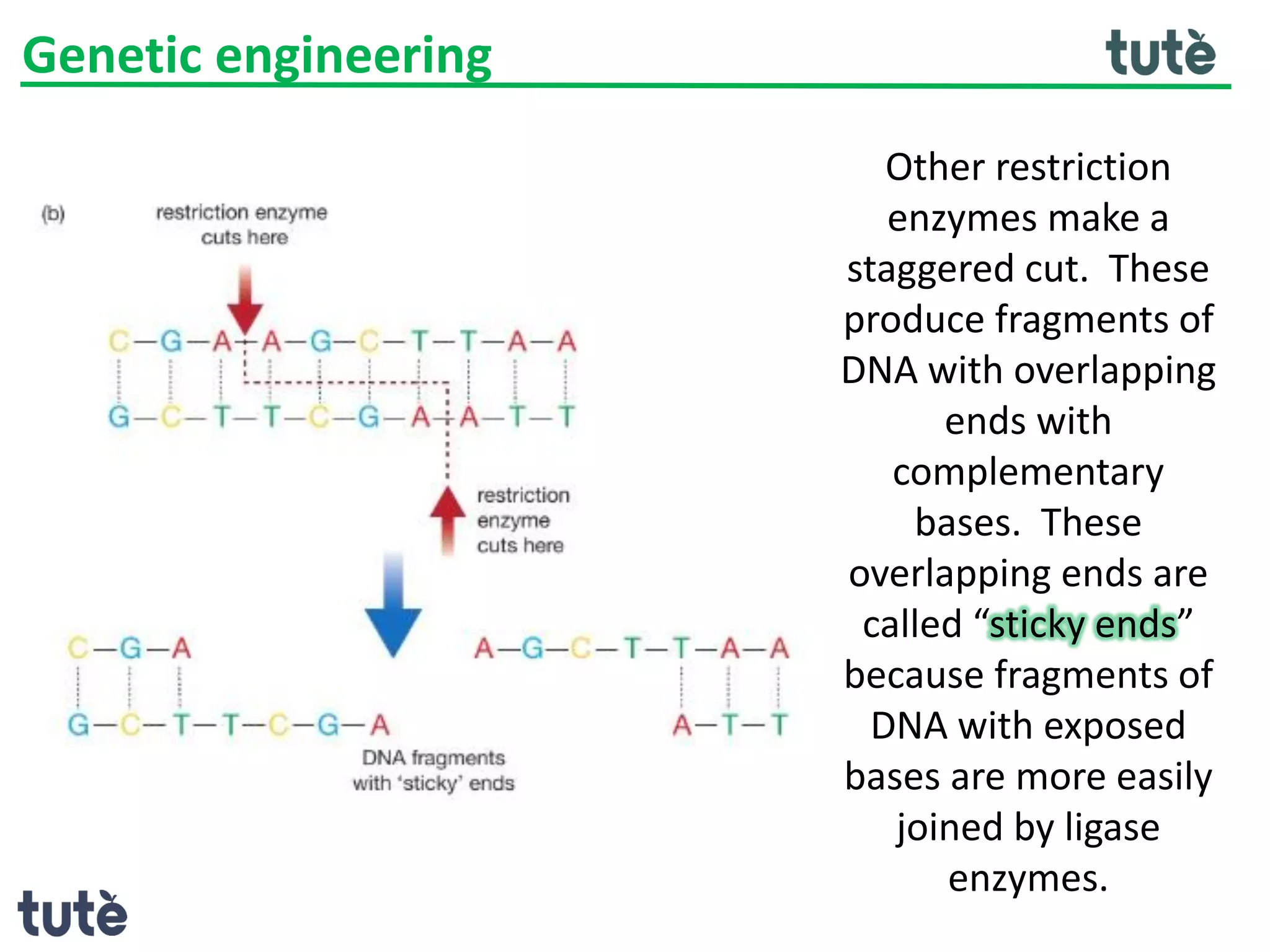 Bio IGCSE- Genetic Engineering. | PDF