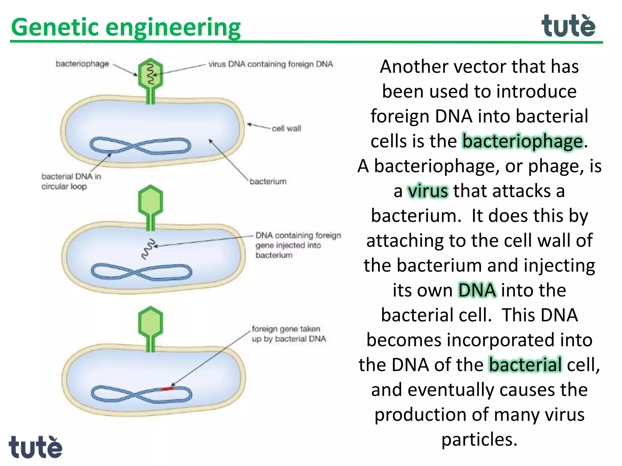 Bio IGCSE- Genetic Engineering. | PDF