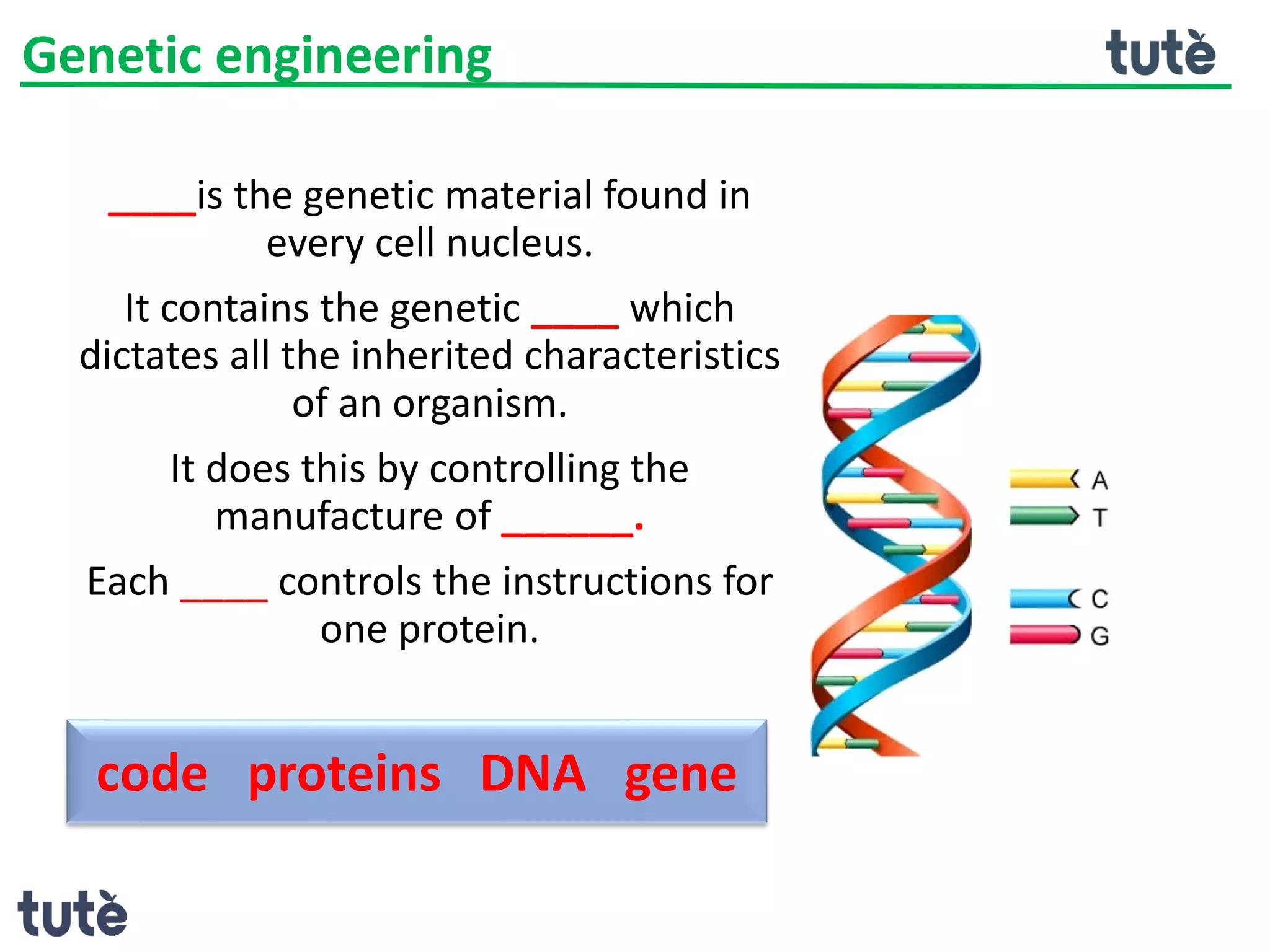Bio IGCSE- Genetic Engineering. | PDF