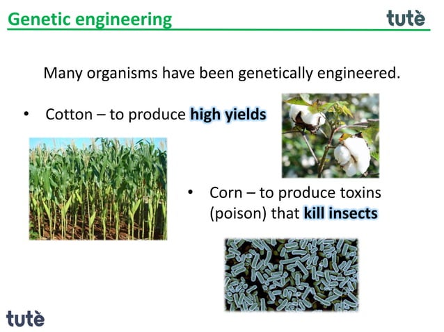 Bio IGCSE- Genetic Engineering. | PDF | Biotech and Biomedical Industry ...
