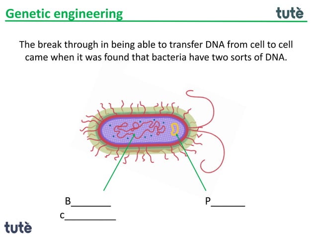 Bio IGCSE- Genetic Engineering. | PDF | Biotech and Biomedical Industry ...