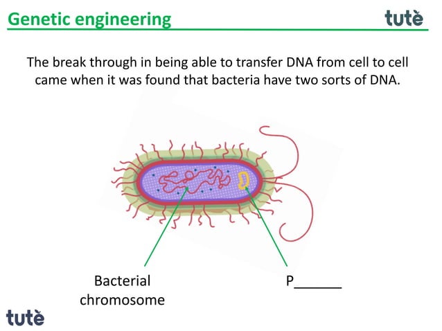 Bio IGCSE- Genetic Engineering. | PDF | Biotech and Biomedical Industry ...