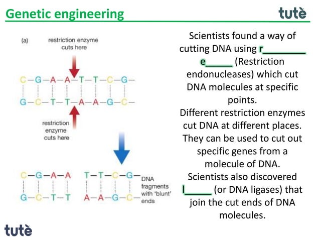 Bio IGCSE- Genetic Engineering. | PDF | Biotech and Biomedical Industry ...