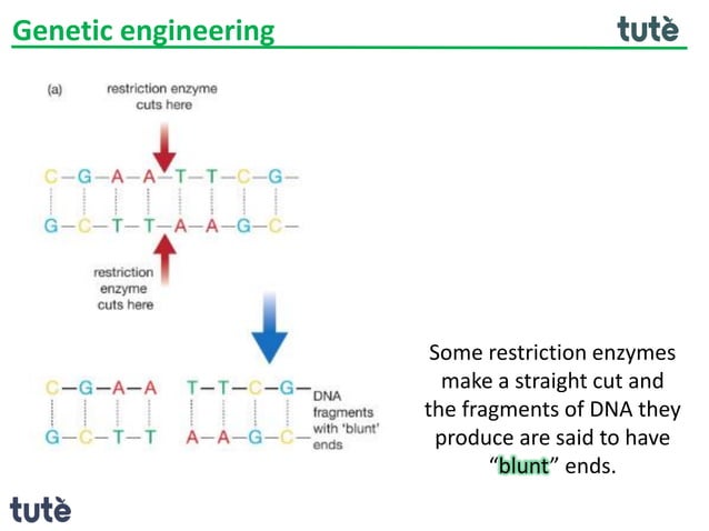 Bio IGCSE- Genetic Engineering. | PDF | Biotech and Biomedical Industry ...