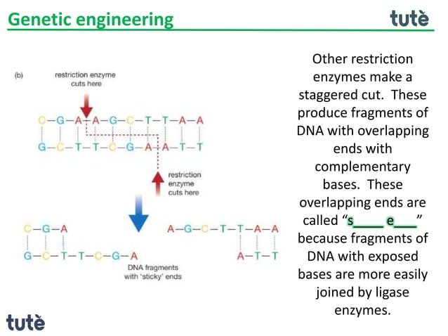Bio IGCSE- Genetic Engineering. | PDF | Biotech and Biomedical Industry ...