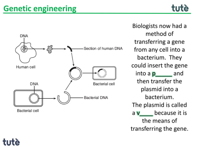 Bio IGCSE- Genetic Engineering. | PDF | Biotech and Biomedical Industry ...