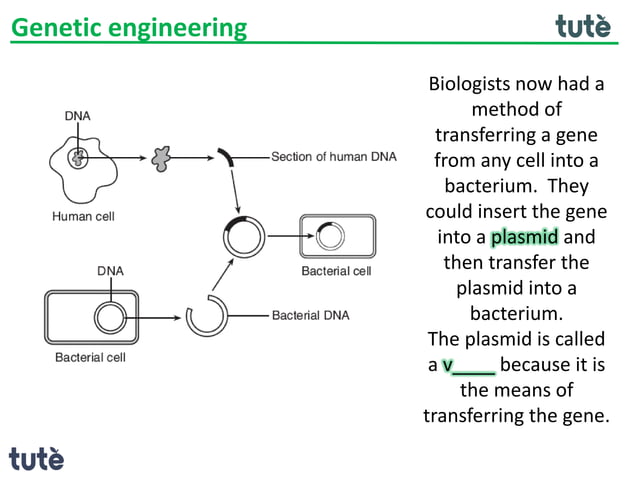 Bio IGCSE- Genetic Engineering. | PDF | Biotech and Biomedical Industry ...