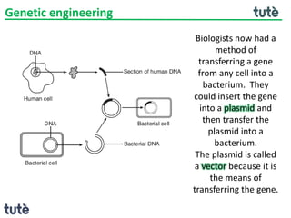Bio IGCSE- Genetic Engineering. | PDF