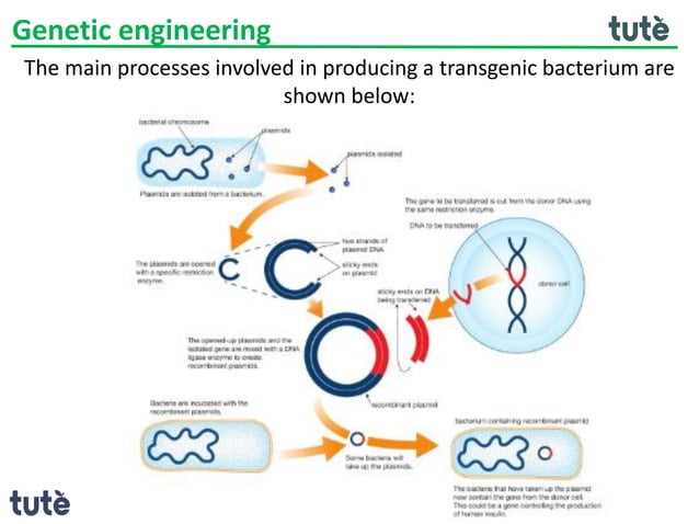 Bio IGCSE- Genetic Engineering. | PDF | Biotech and Biomedical Industry ...
