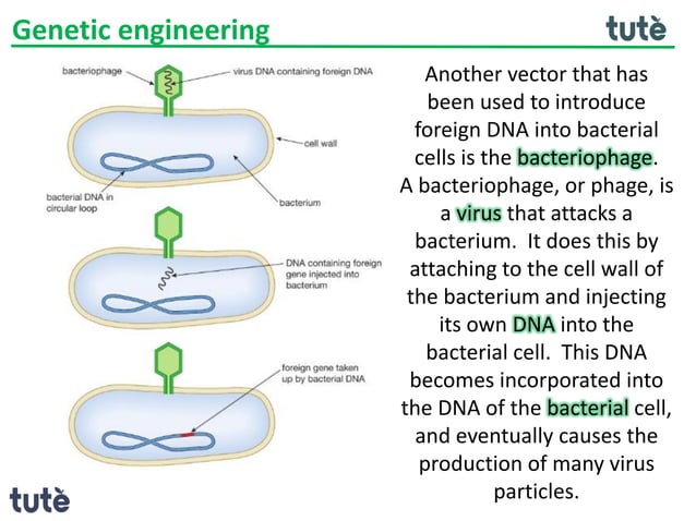 Bio IGCSE- Genetic Engineering. | PDF | Biotech and Biomedical Industry ...