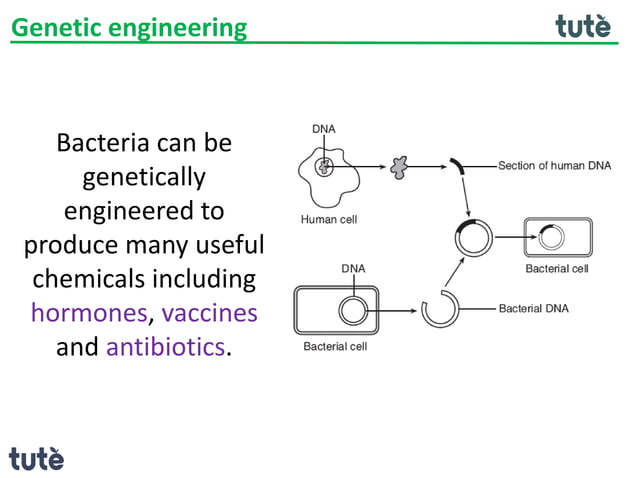 Bio IGCSE- Genetic Engineering. | PDF | Biotech and Biomedical Industry ...
