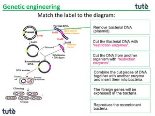 Bio IGCSE- Genetic Engineering. | PDF