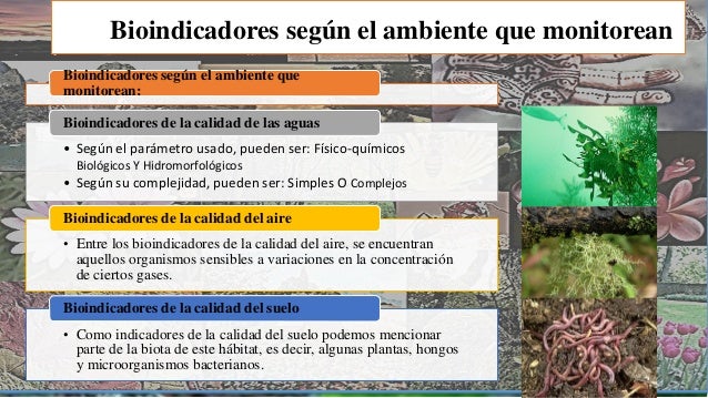 Bioindicadores ambientales