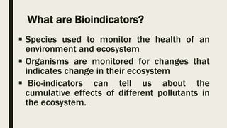 Insects As Bioindictors for Different Levels of Pollution | PPT