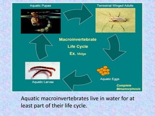 Bioindicators and biomonitors. pptx | PPTX