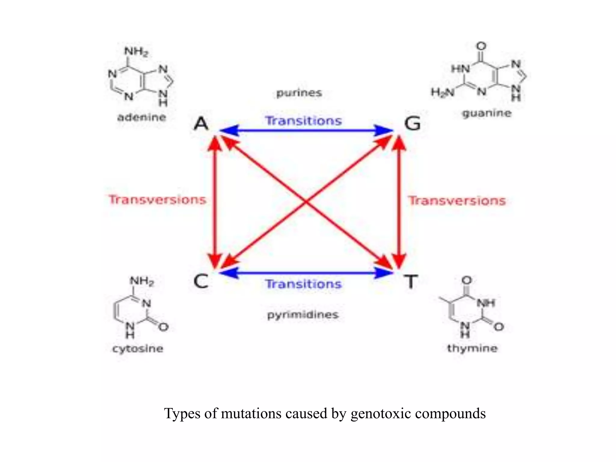 Bioindicators of genotoxic compounds | PPT