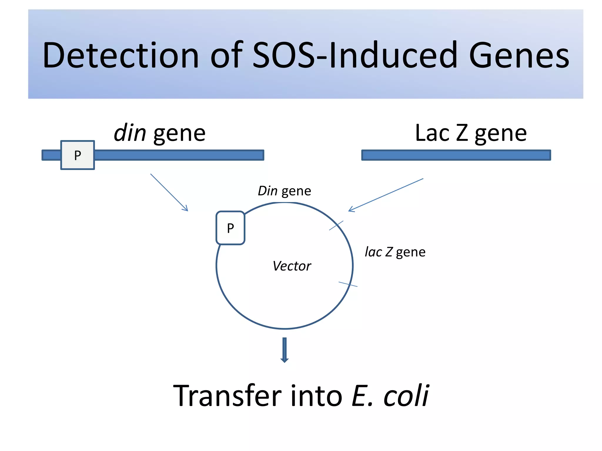 Bioindicators of genotoxic compounds | PPT