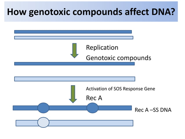 Bioindicators of genotoxic compounds | PPT