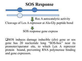 Bioindicators of genotoxic compounds | PPT