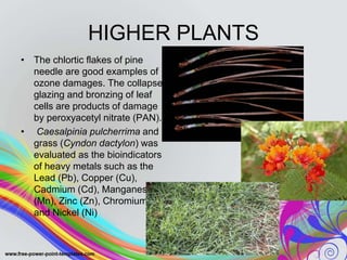 Bioindicators ppt | PPTX
