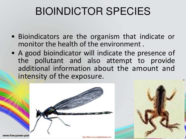 Bioindicators ppt