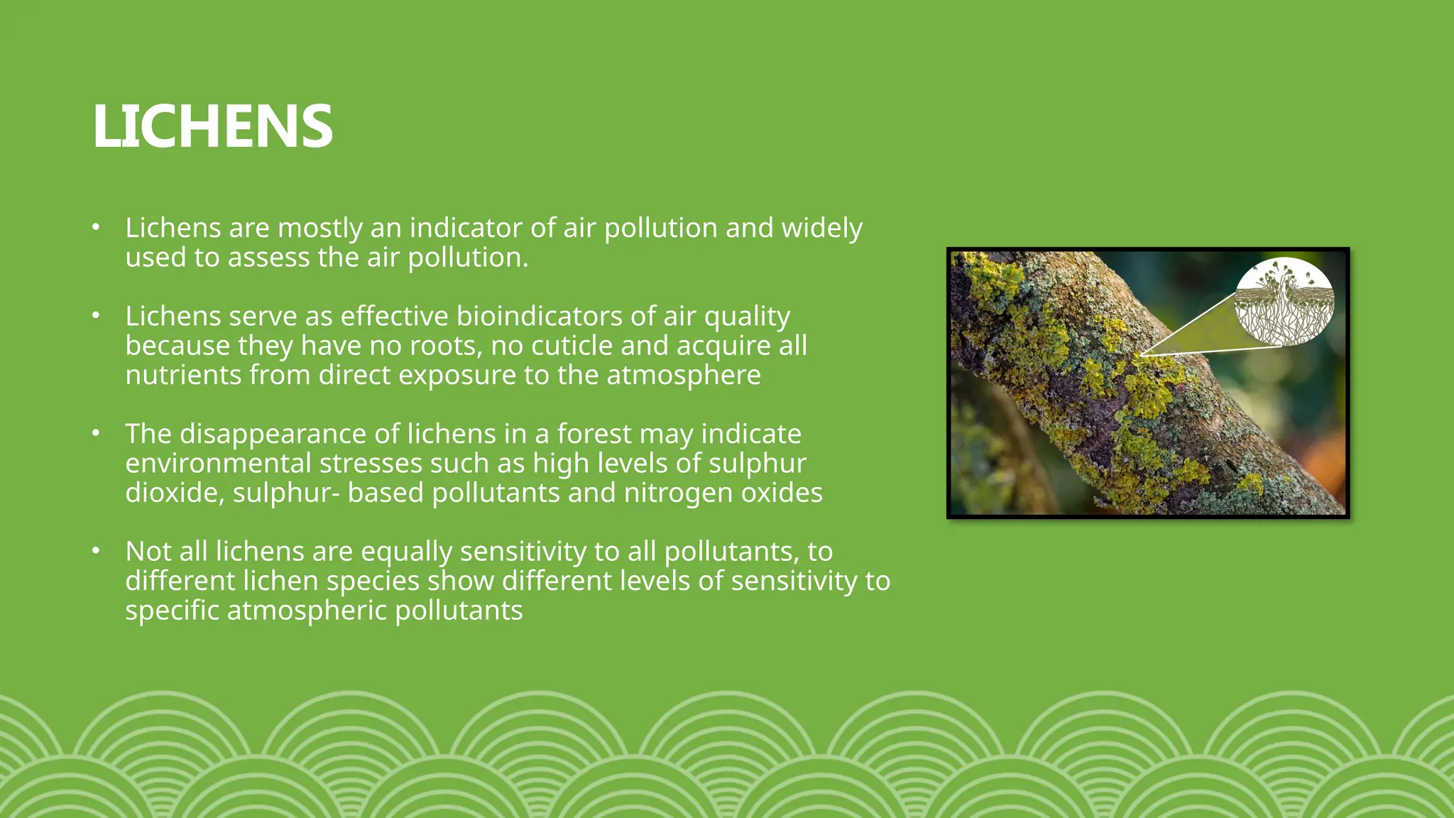 Bioindicators and its types with examples.pptx