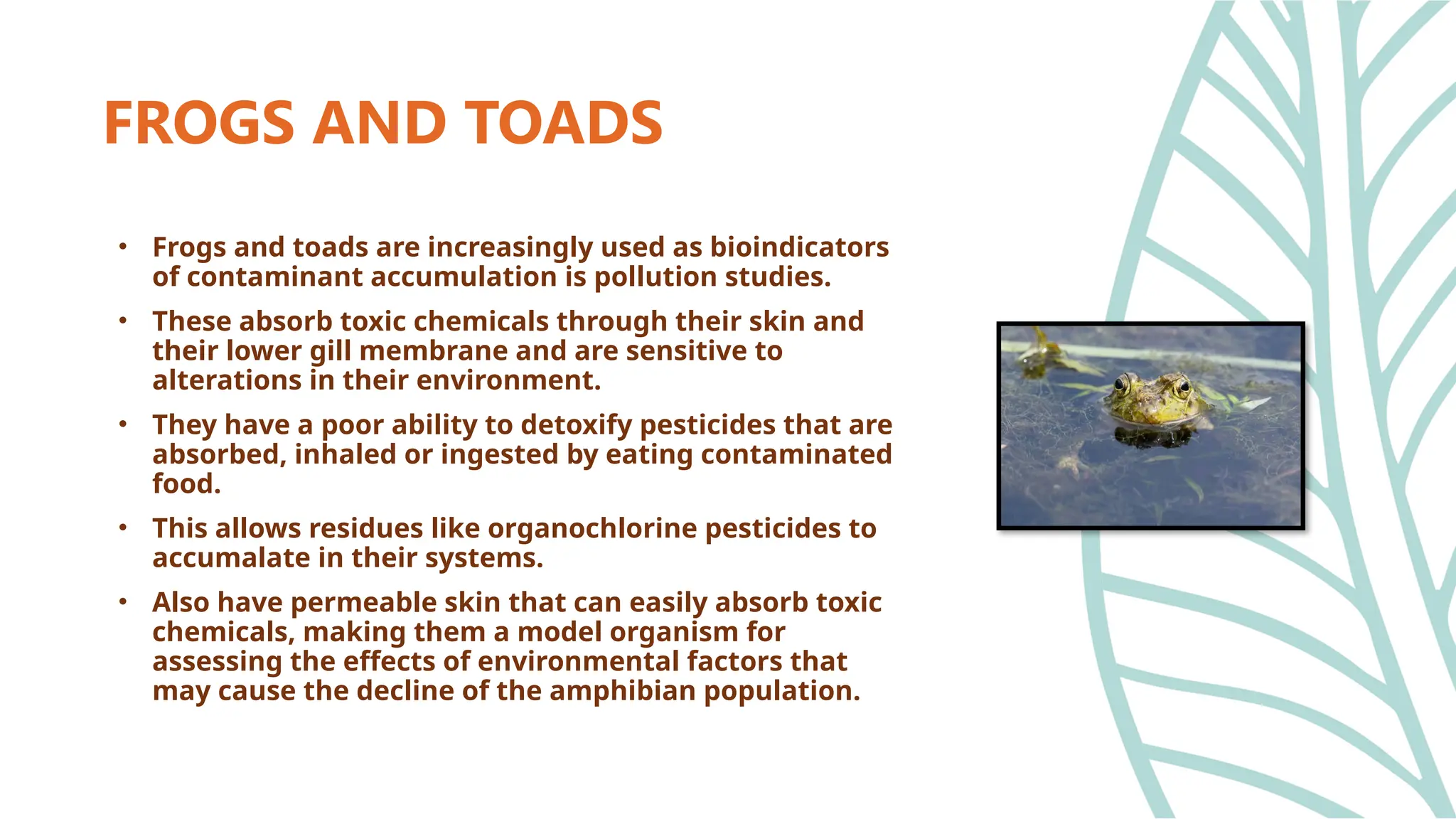 Bioindicators and its types with examples.pptx