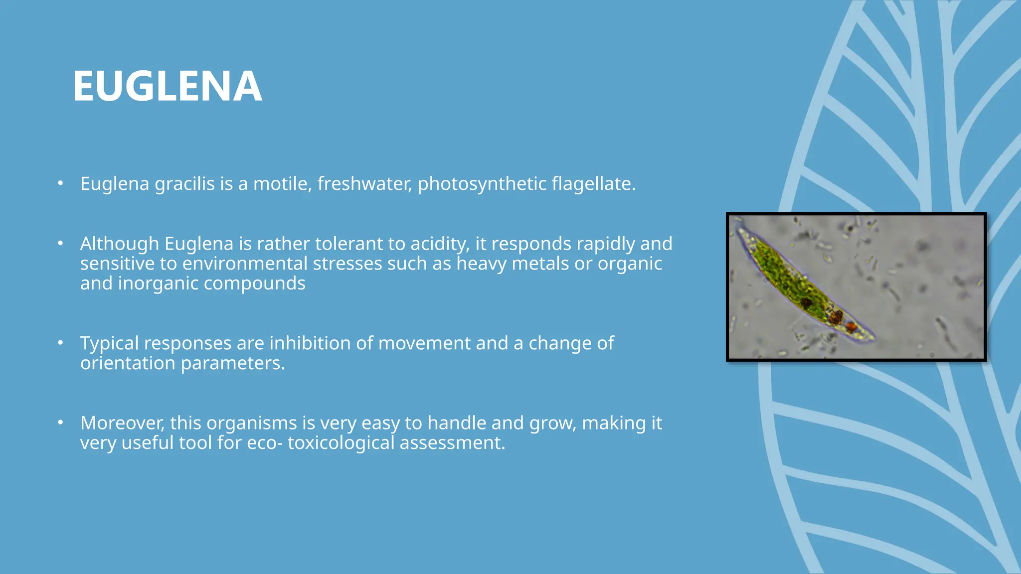 Bioindicators and its types with examples.pptx
