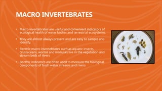 Bioindicators and its types with examples.pptx