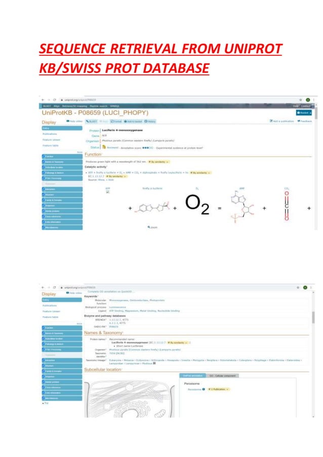 uniprotkb /swissProt database sequence retrieval | PDF