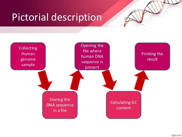 Calculating GC Content Of a Human Genome | Bioinformatics